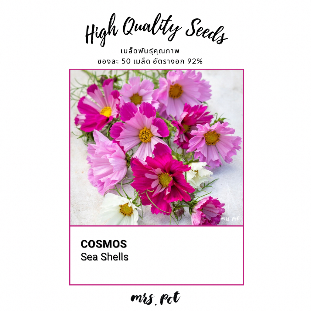 เมล็ดดอก Cosmos สายพันธุ์ Sea Shell นำเข้าจากอเมริกา | Shopee Thailand