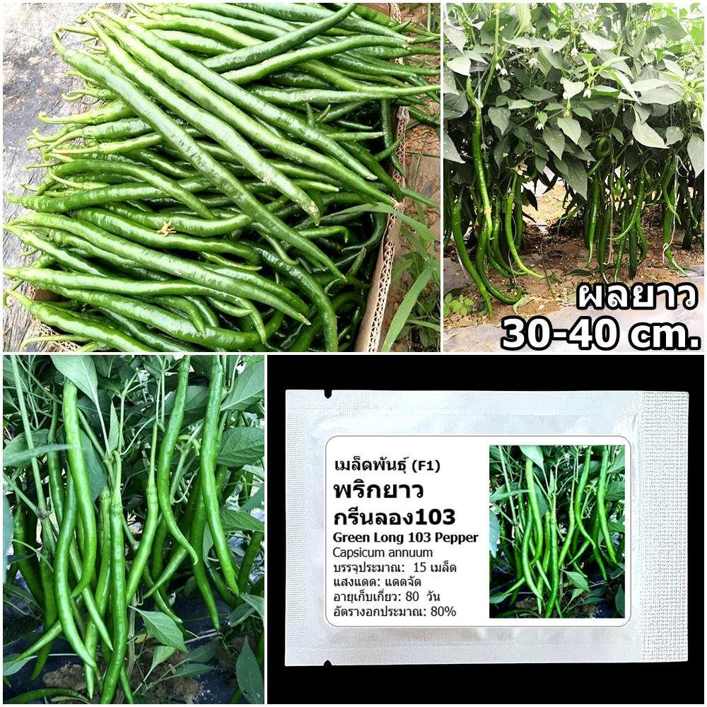 เมล็ดพันธุ์ พริกยาว กรีนลอง103 Green Long 103 Pepper F1 Seed 15 เมล็ด คุณภาพดี ของแท้ 100% ...