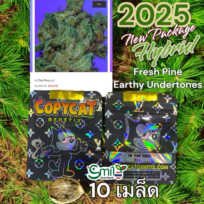 เมล็ดกัญชา In The Pinez s1 (Fem) Hybrid Earthy Pine 2025* - Copycat ...