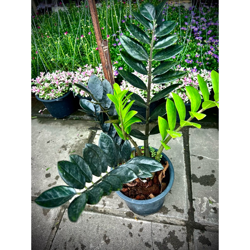 Black Zanzibar Gem ต้น กวักมรกต Zamioculcas Zamiifolia ไม้ประดับ ไม้ฟอก ...