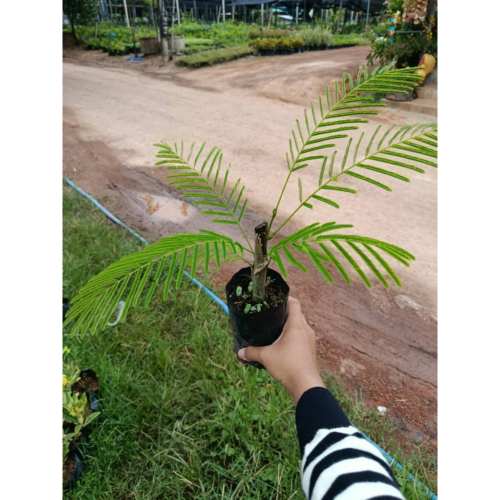 ต้นชะอม ต้นแข็งแรง โตไว ยอดดก ปลูกได้ทั้งในกระถางและลงดิน | Shopee Thailand