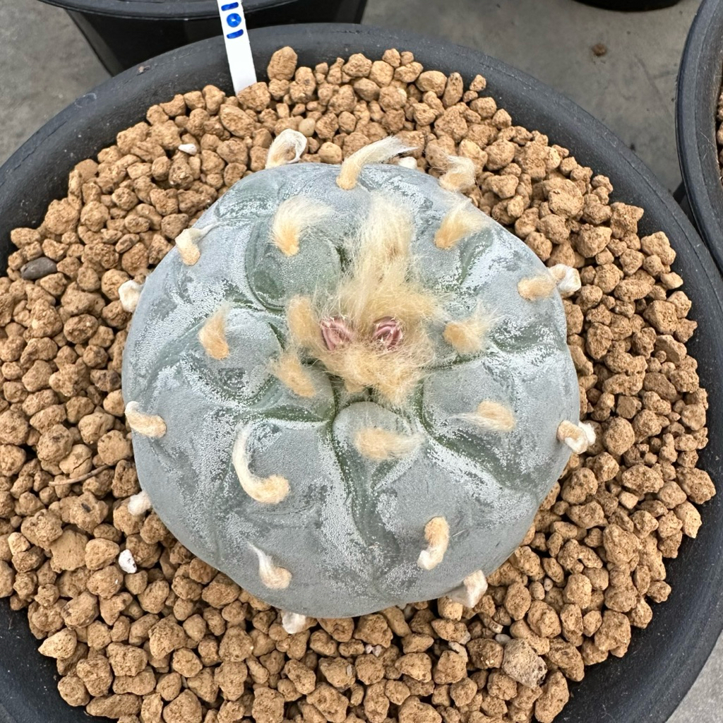 101 Lopho Fricii (Oibo x Ibo) โลโฟฟริซิไอ Cactus แคคตัส | Shopee Thailand