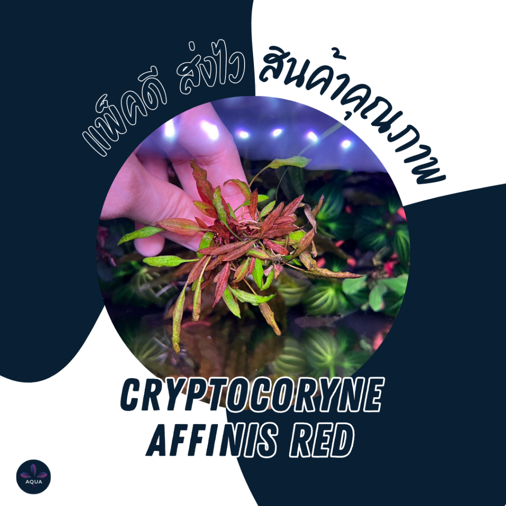 Cryptocoryne affinis red ใบน้ำ 100% แบบกอ ต้นไม้น้ำเลี้ยงง่ายโตช้า ไม่ ...