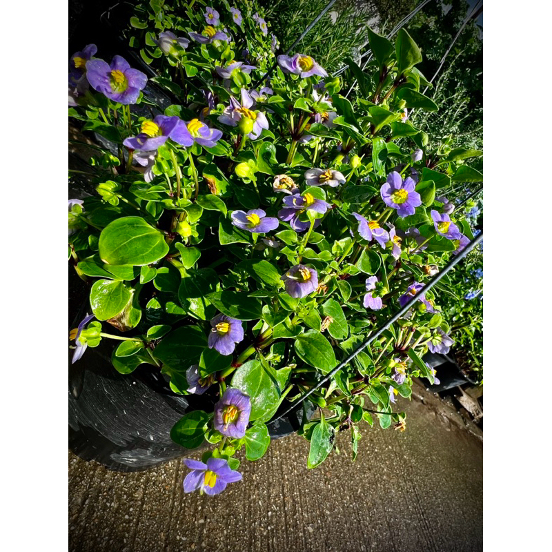 ม่วงเทพรัตน์ Persian gentian หรือ Persian Violet Arabian German violet ...