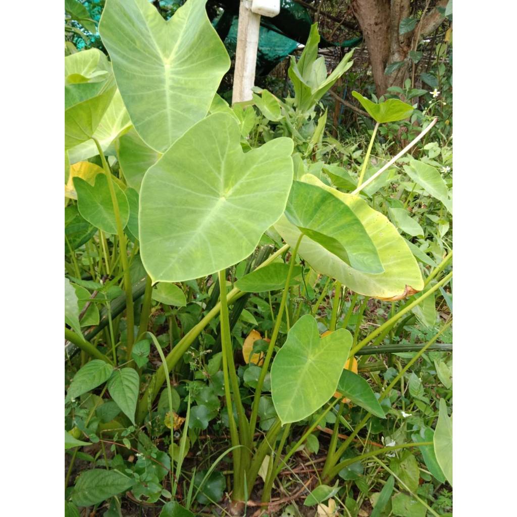 ต้นกล้า บอนหวาน บอนกินได้ทั้งต้น ไม่คัน ขายเป็นหัวตัดใบห่อตุ้มส่ง หัวละ ...