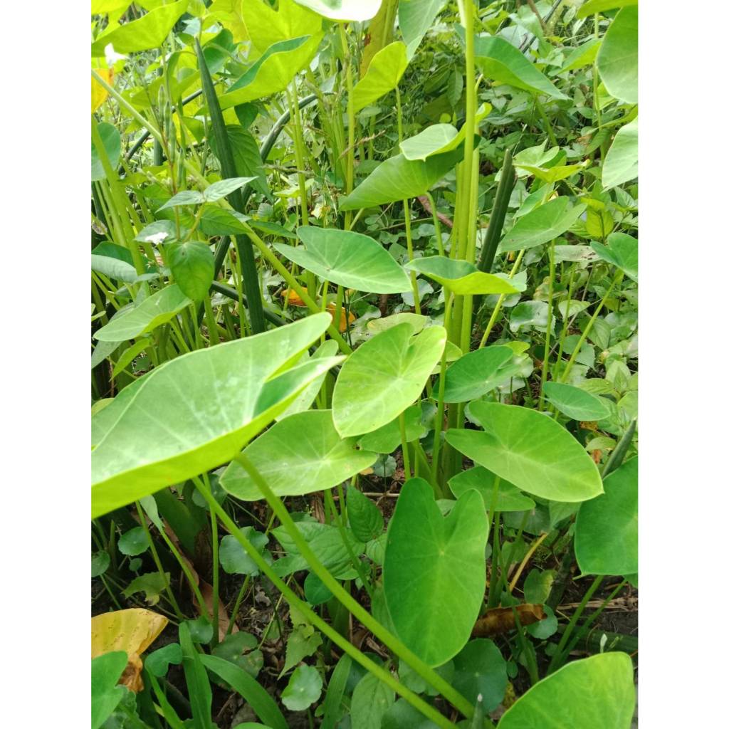 ต้นกล้า ตูน หรือ คูน ออดิบ ทูน ขายเป็นหัวๆ ตัดใบส่ง สำหรับปลูก ต้นละ 12 ...