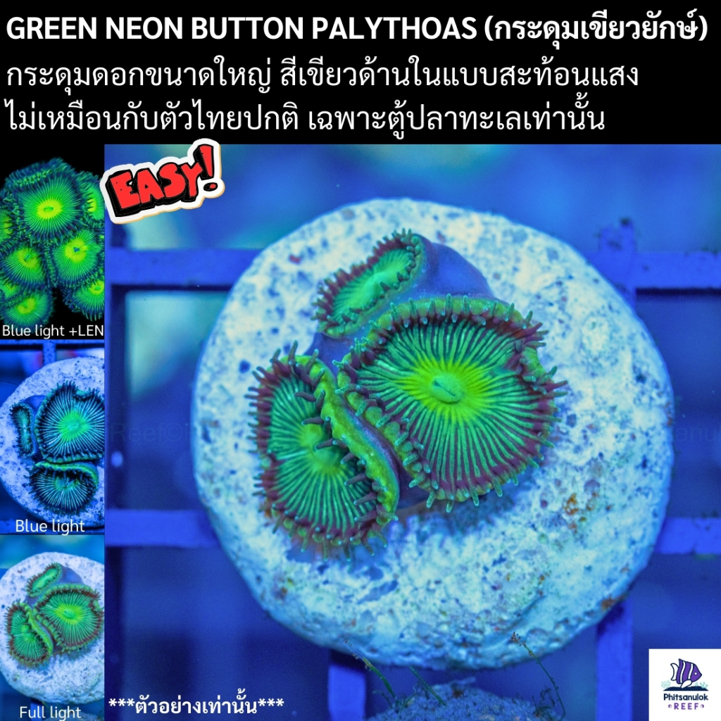 GREEN Neon BUTTON PALYTHOAS (กระดุมเขียวนีออนยักษ์) ตู้ปลาทะเลสวยงาม ตก ...