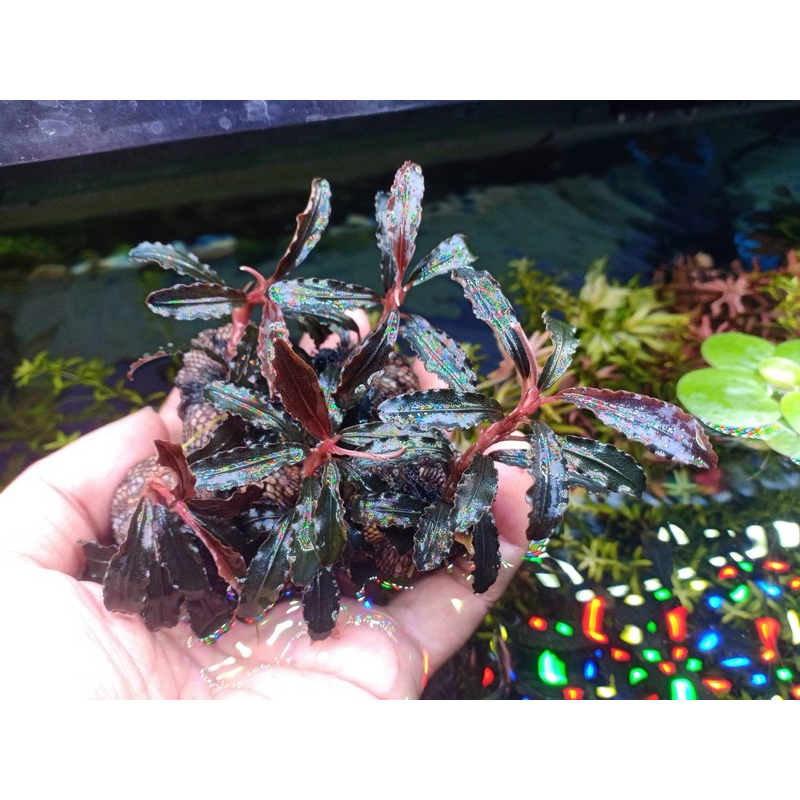 🎉พร้อมส่ง🎉 Bucephalandra Kedagang Japan บ้านไม้น้ำพรรณนา | Shopee Thailand