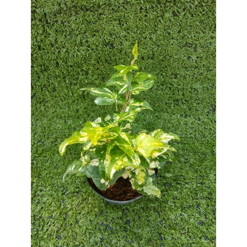 ต้นไอวี่ด่างเขียว" Kolibre " [ English Ivy ] ไม้ในกระถาง3" | Shopee ...