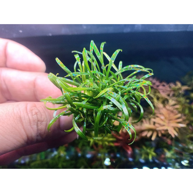 🎉พร้อมส่ง🎉 cryptocoryne parva mini ต้นไม้น้ำ ไม้น้ำ บ้านไม้น้ำพรรณนา ...