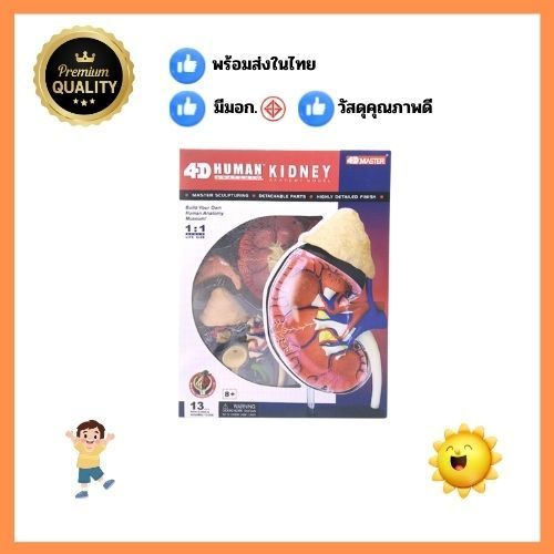 0284 แบบจำลองไต , ของเล่นเสริมพัฒนาการ, ของเล่นเด็ก สื่อการสอน ,ผลิตใน ...