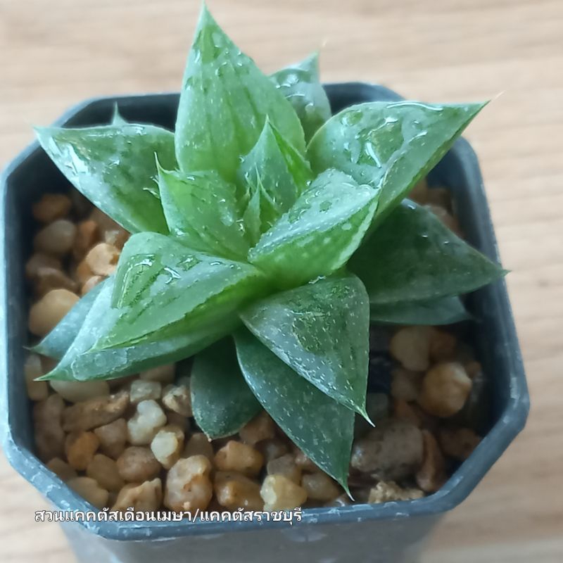 ฮาโวเทีย เทอจิด้า (Haworthia turgida) ในกระถาง 2 นิ้วSucculent and havotia cuctus plant | Shopee ...
