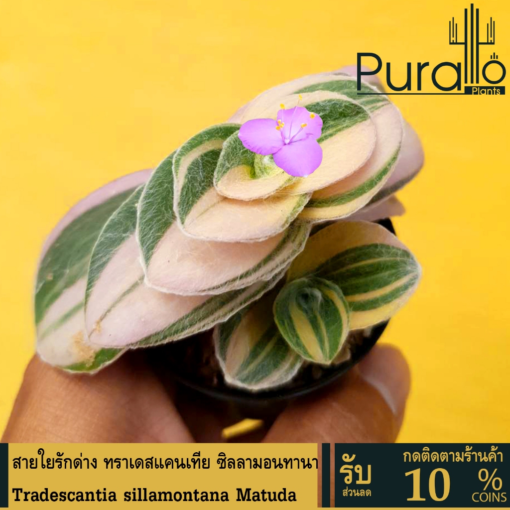 ต้นไม้อวบน้ำ กุหลาบหิน สายใยรัก ด่างชมพู ทราเดสแคนเทีย ซิลลามอนทานา ...