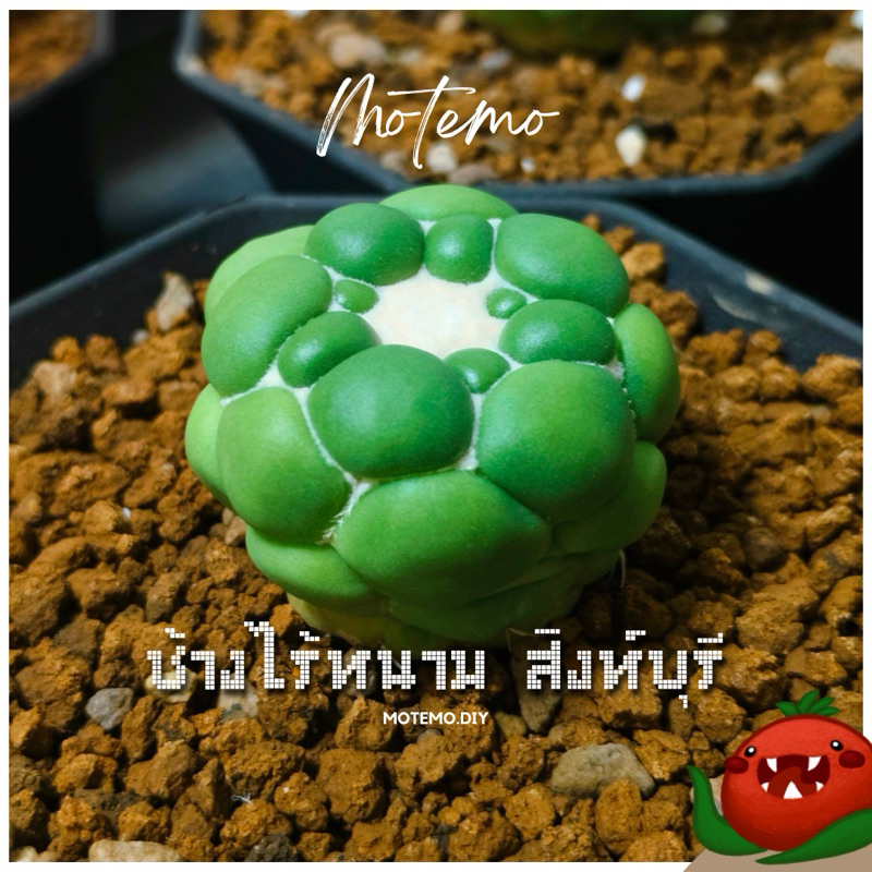 Coryphantha elephantidens inermis cactus กระบองเพชรช้าง ไร้หนาม หน่อชำ ...
