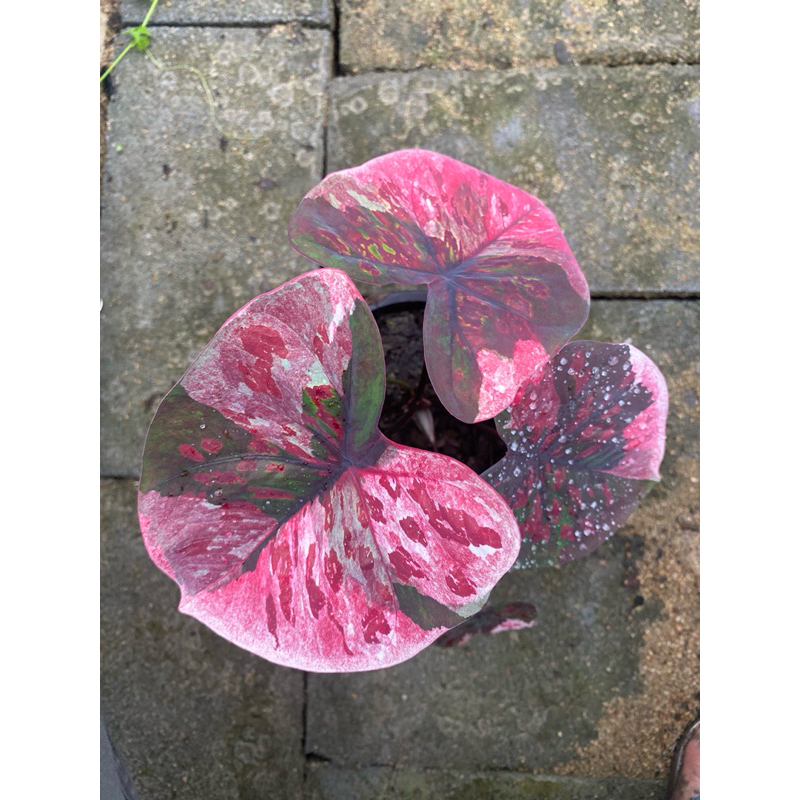 (อัพเดต 12-07-25) บอนสีปีศาจแดง Red Devil ประเภทด่าง ชนิดแรร์ไอเทม #บอน ...