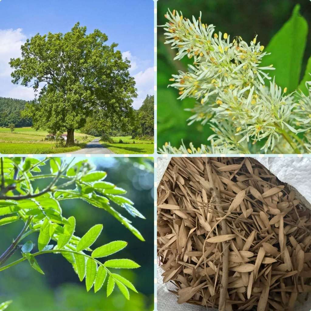 เมล็ด ต้นแอช แอช ( Ash tree ) มาน่าแอช เมล็ดละ 1 บาท เมล็ดนำเข้า ดูแล ...
