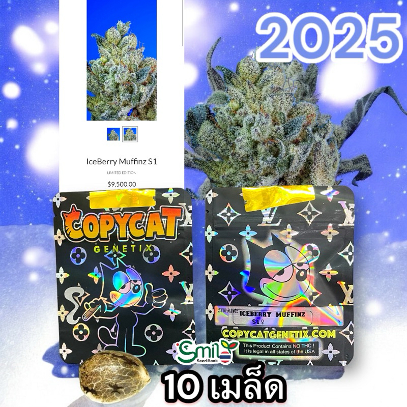 เมล็ดกัญชา Ice Berry Muffinz S1 ใหม่ล่าสุด 2025* อินดิก้าหอมหวาน ...