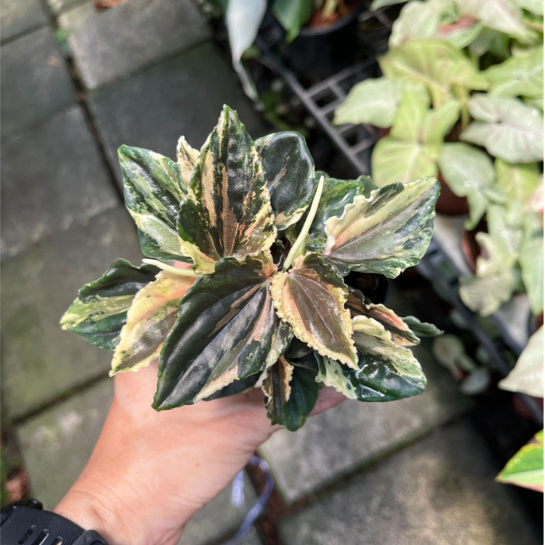เปเปอร์โรเมียหน้าย่น ด่าง สวยมาก Peperomia caperata Variegated | Shopee ...