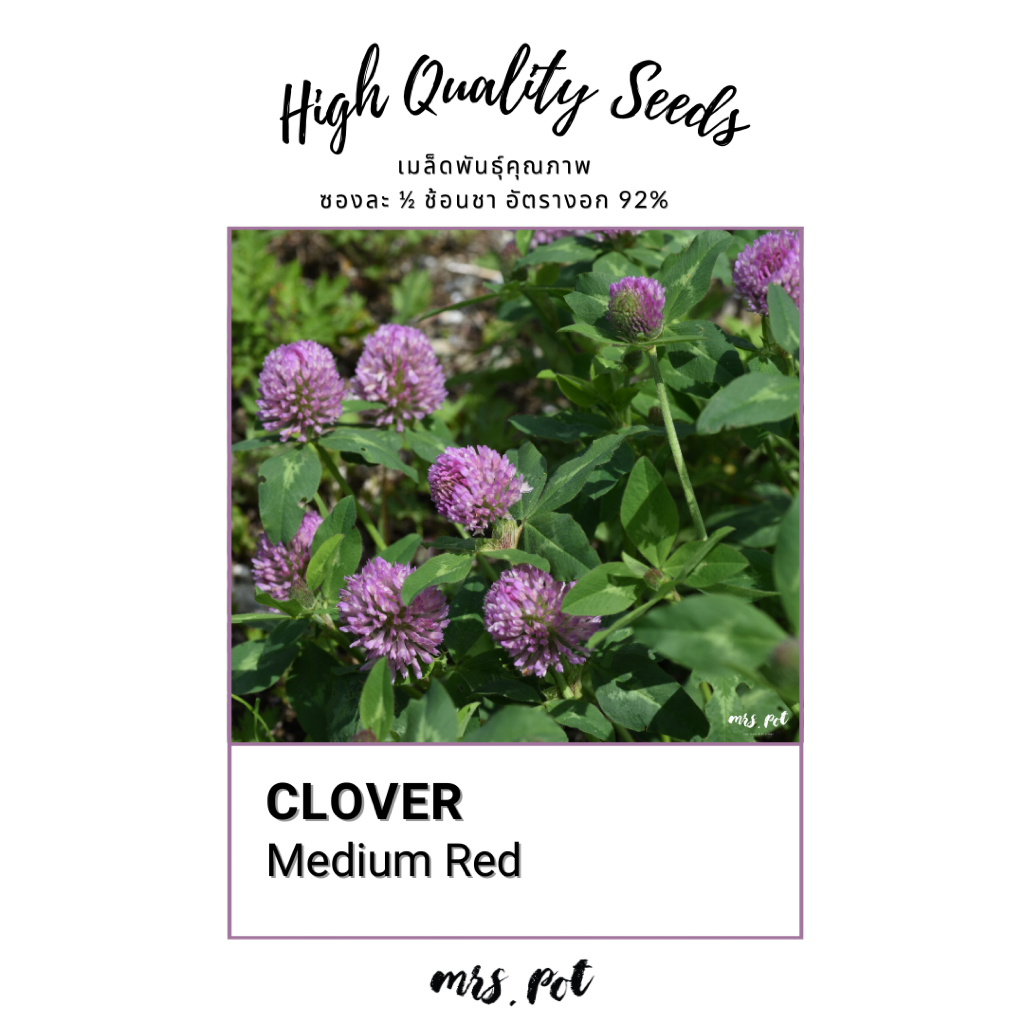 เมล็ดโคลฟเวอร์ สายพันธุ์ Medium Red Clover | Shopee Thailand