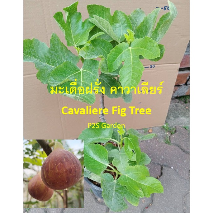 ต้น มะเดื่อฝรั่ง คาวาเลียร์ Cavaliere Fig Tree ต้นจากกิ่งตอน พร้อมปลูก ...
