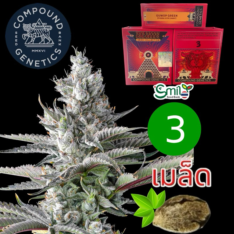 เมล็ดกัญชา Guwop Green (Fem) EYE CANDY VOL.1 - Compound Genetics ...