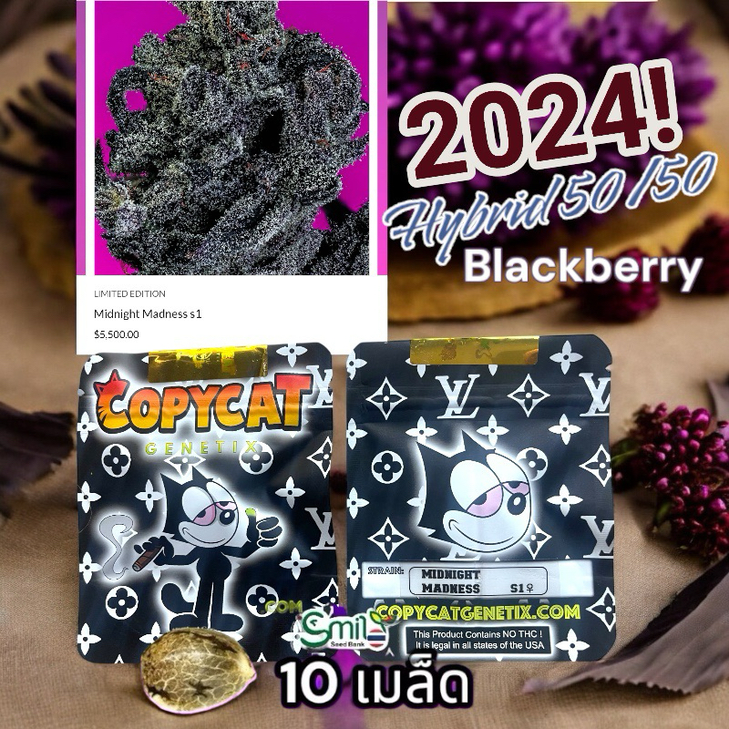 เมล็ดกัญชา Midnight Madness S1(Fem) Hybrid แบลคเบอรี่ 2024* - Copycat ...