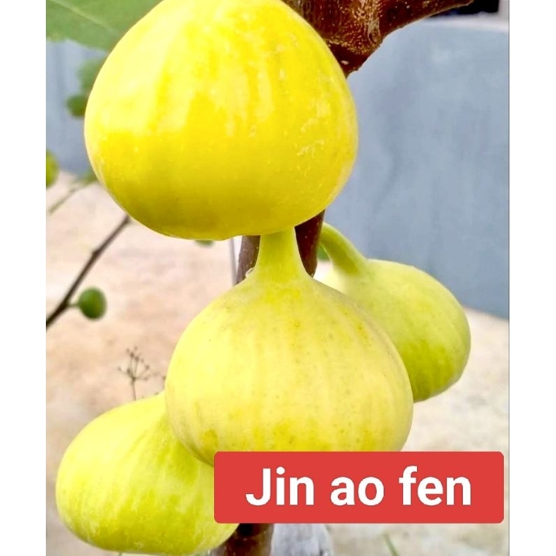 ต้นมะเดื่อฝรั่งจินอ้าวเฟิ่น jin ao fen ผลสีเหลืองลูกใหญ่ สายพันธุ์จากจีน | Shopee Thailand