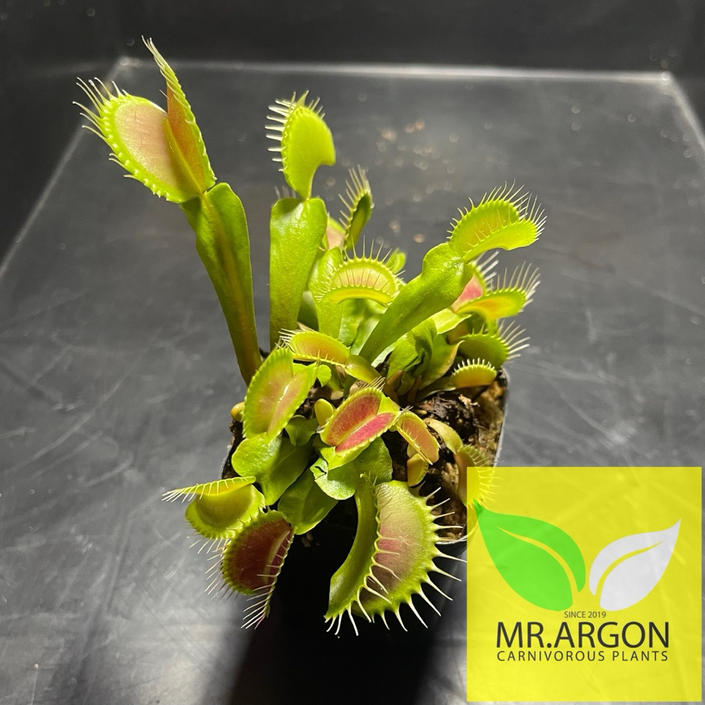 กาบหอยแครงแดง (Dionaea muscipula ‘Giant trap’) กระถาง 2 นิ้ว "Venus flytrap" | Shopee Thailand