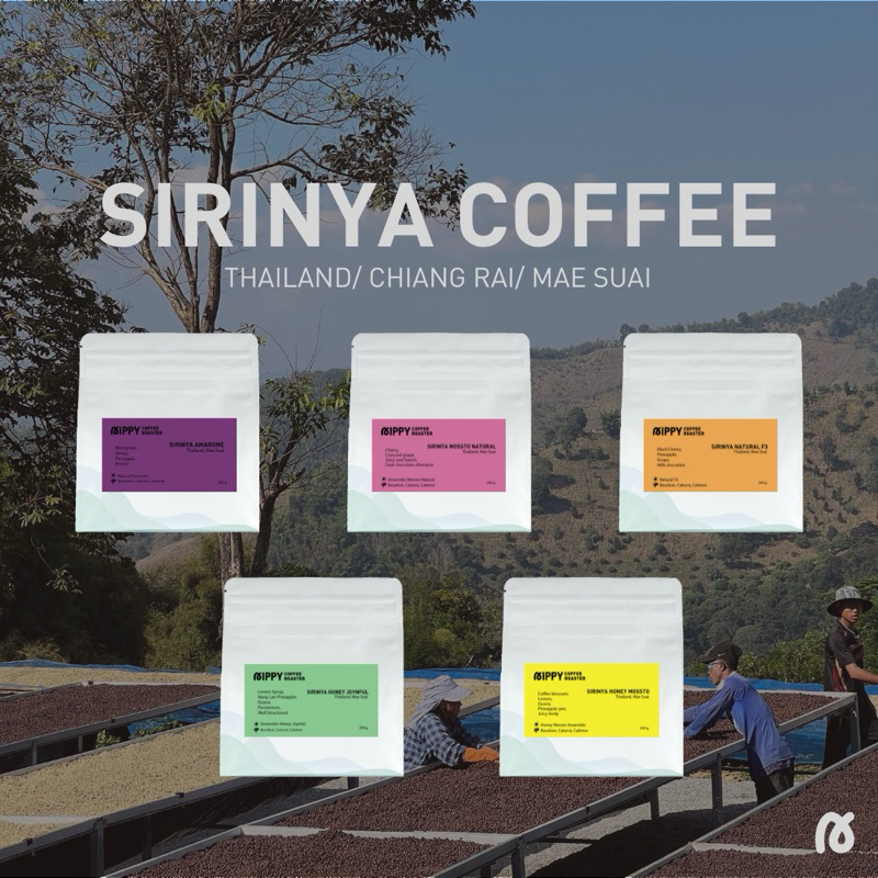 Nippy Coffee Roaster เมล็ดกาแฟคั่วจากฟาร์ม Sirinya, Mae Suai Chaing Rai ...
