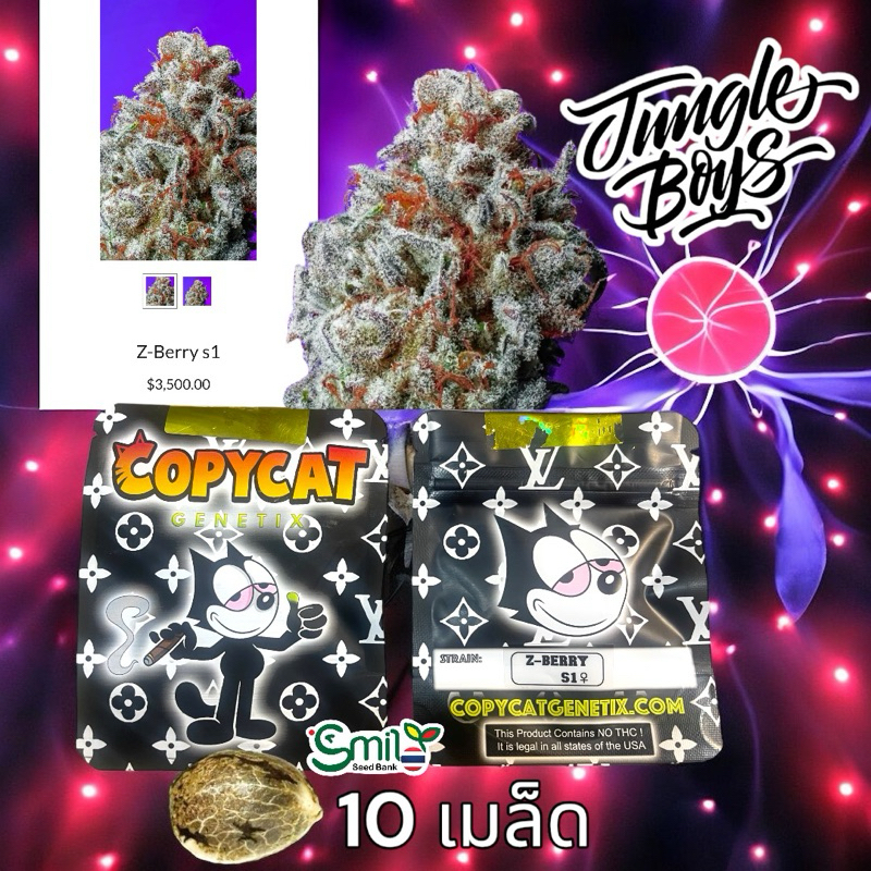 เมล็ดกัญชา Z - Berry S1 (Fem) Jungle Boys* - Copycat Genetix | Shopee ...