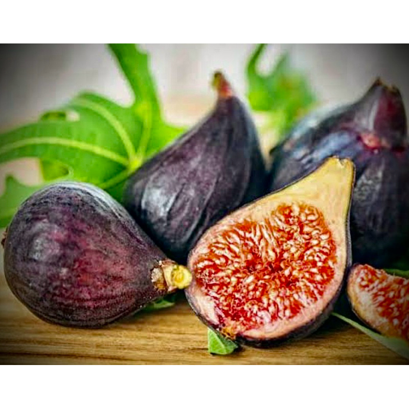 BTM6 (Figs) บีทีเอ็ม6 มะเดื่อฝรั่ง สายพันธุ์ญี่ปุ่น ต้นใหญ่ แข็งแรง รสชาติหวาน เนื้อเต็ม 🇯🇵🇯🇵 ...