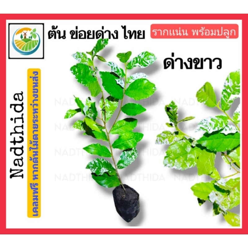Nadthida ต้นข่อยด่างไทย ต้นข่อยด่าง ข่อยด่าง กล้าไม้พร้อมปลูก | Shopee Thailand