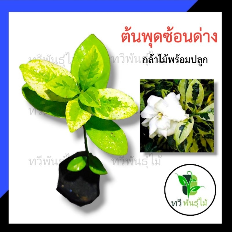 ต้นพุดซ้อน ด่าง กล้าไม้พร้อมปลูก TAWEE PANTMAI ต้นพุด พุดซ้อน | Shopee Thailand