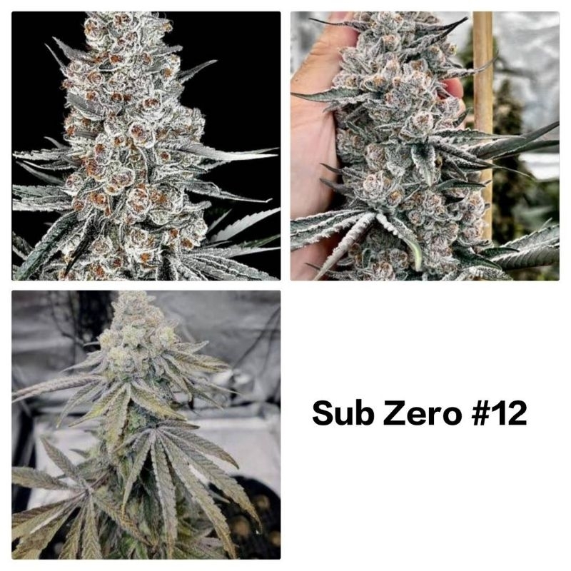 เมล็ดพันธุ์ Sub Zero#12 เพศเมีย90% ใช้STSทำเมล็ด | Shopee Thailand