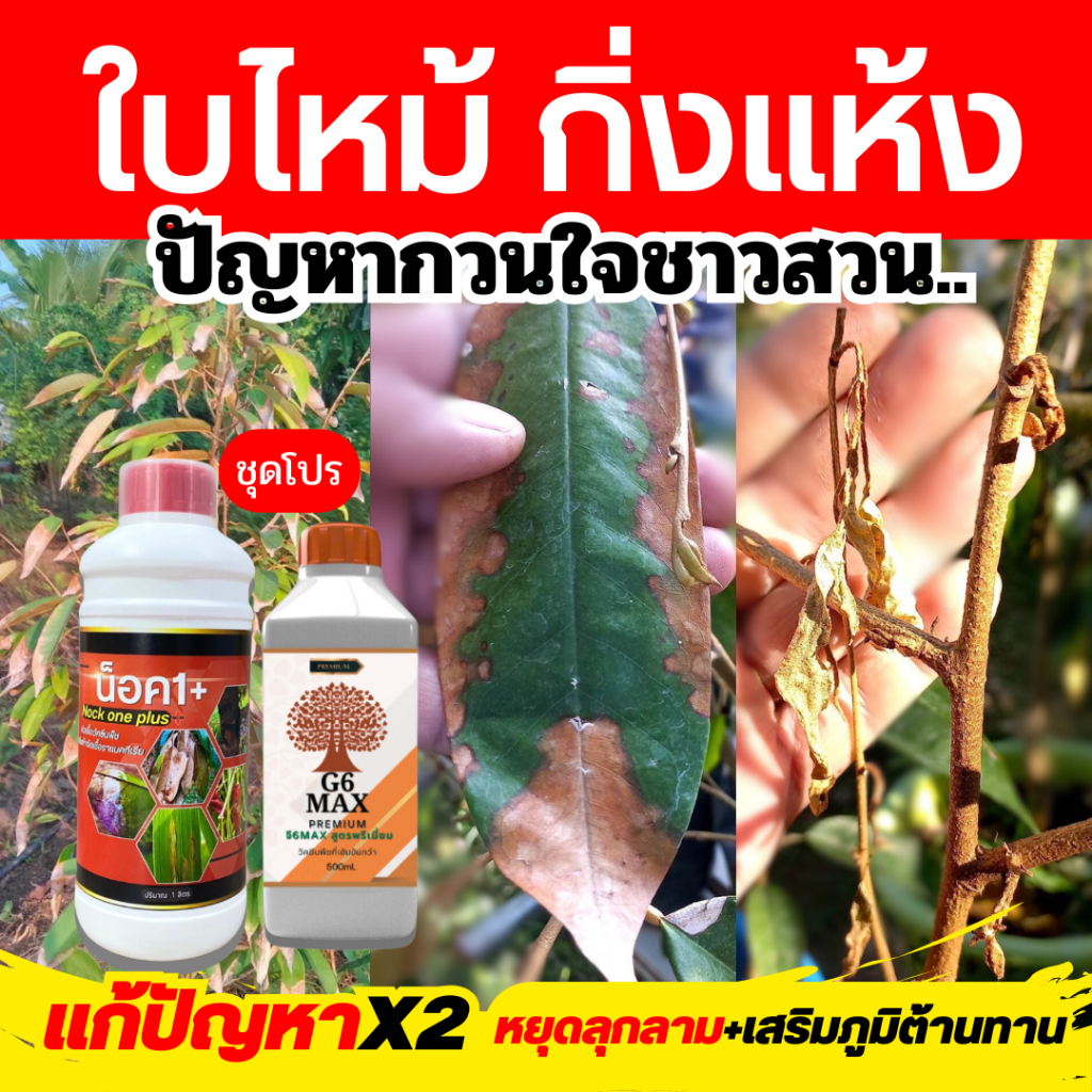 น็อควันพลัส + G6MAX แก้ปัญหาใบไหม้ ใบเหลือง กิ่งแห้ง เชื้อราพืช | Shopee Thailand