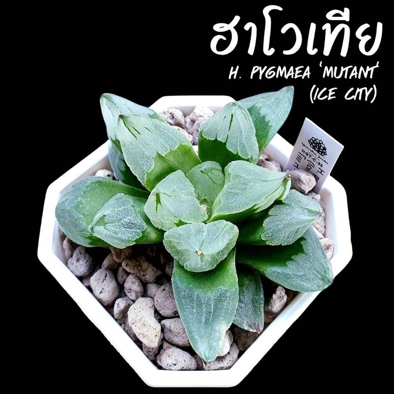 พร้อมส่ง!! ฮาโวเทีย Haworthia pygmaea 'Mutant'(Ice City) จัดส่งแบบล้าง ...