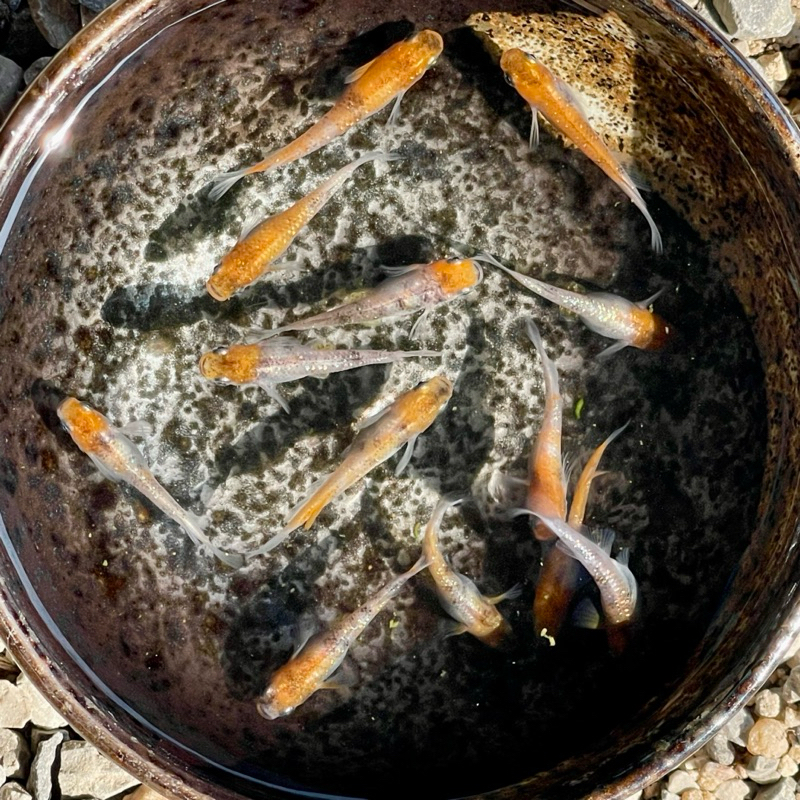 ไข่ปลาเมดากะ ราคาถูก Medaka Tri Color Koi Rame ไข่ปลาเมดากะ โค่ยราเมะ ...