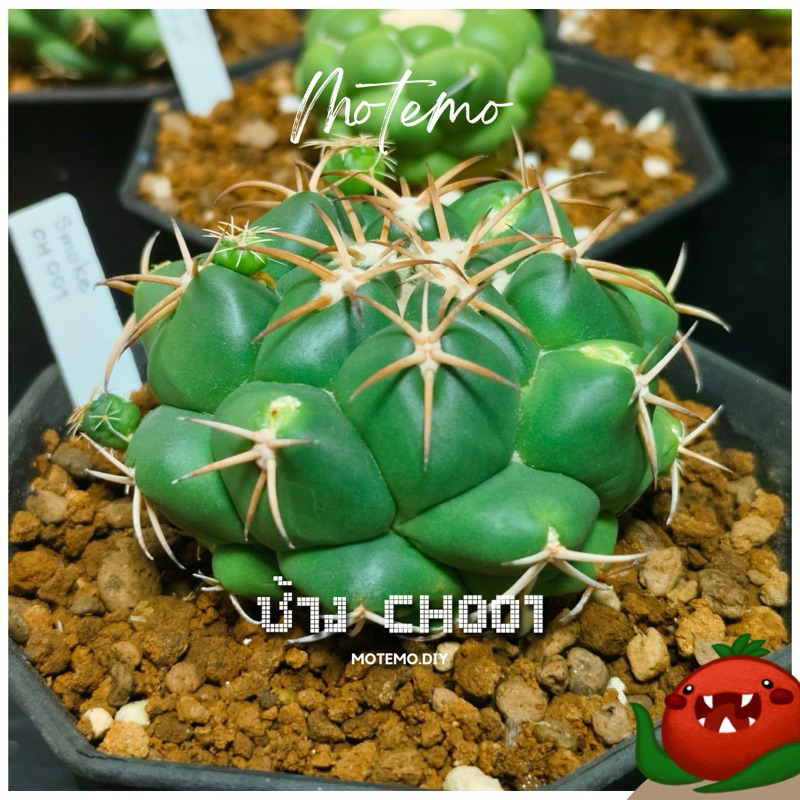 Coryphantha elephantidens cactus กระบองเพชรช้าง หนามสีชา หน่อชำ ขนาด 1 ...