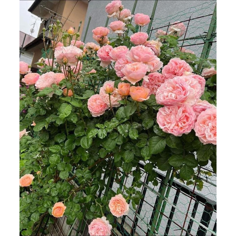 Princess charlene de Monaco rose หรือ Dufjuwel 🌹 ดอกหอมแรง กุหลาบที่มี ...