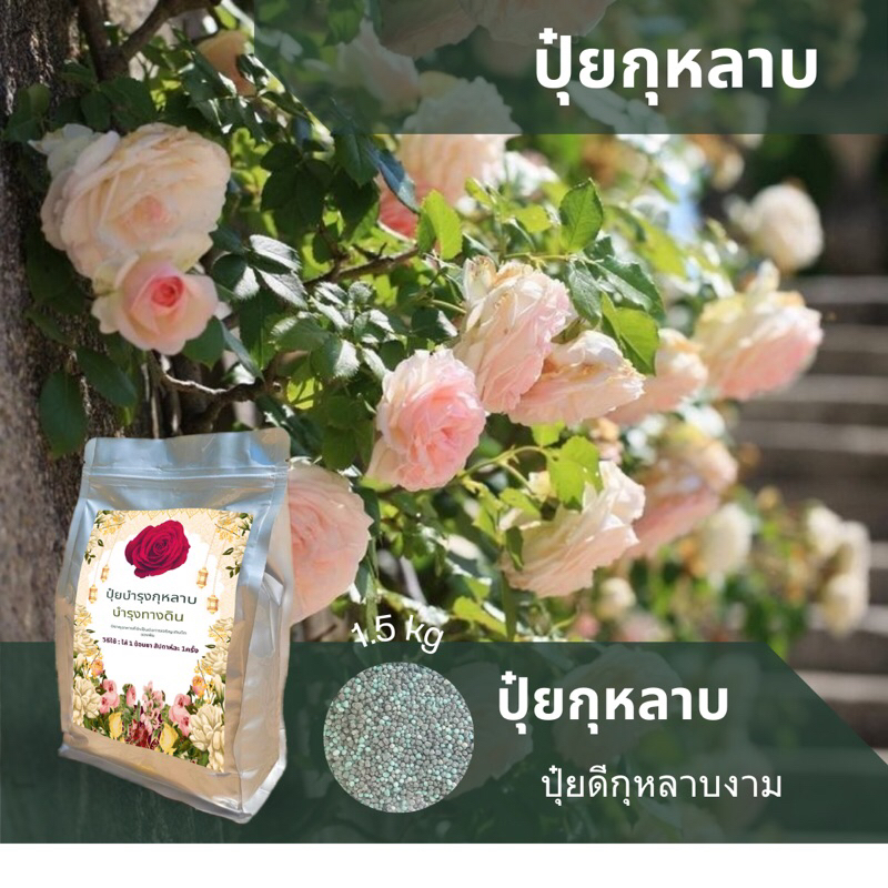 ปุ๋ยกุหลาบ ปุ๋ยดีกุหลาบงาม บรรจุ 1.5 kg | Shopee Thailand