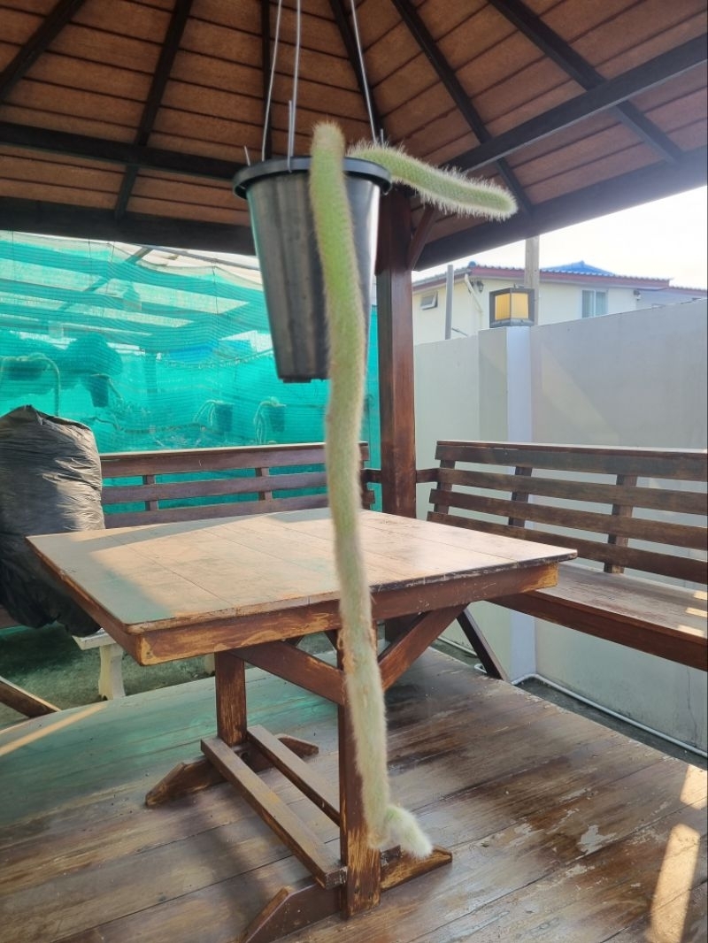 หางลิง แคคตัส ต้นนี้มีแค่ 2 หน่อ | Shopee Thailand