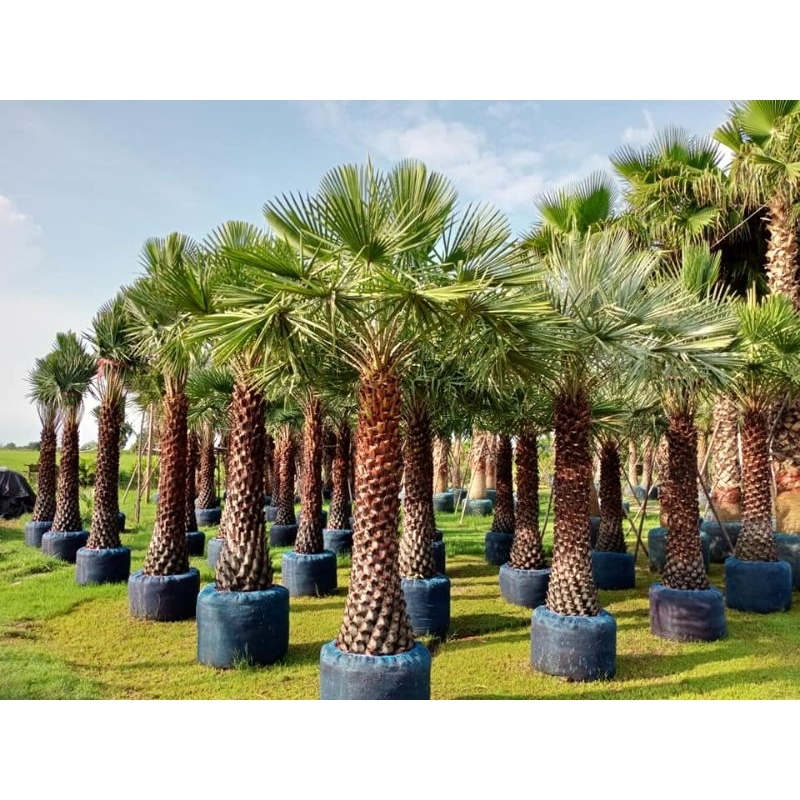 ปาล์มแวกซ์ Carnauba, Wax palm, Caranda palm ขายเมล็ดพันธุ์ 1 ชุด 50 บาท ...