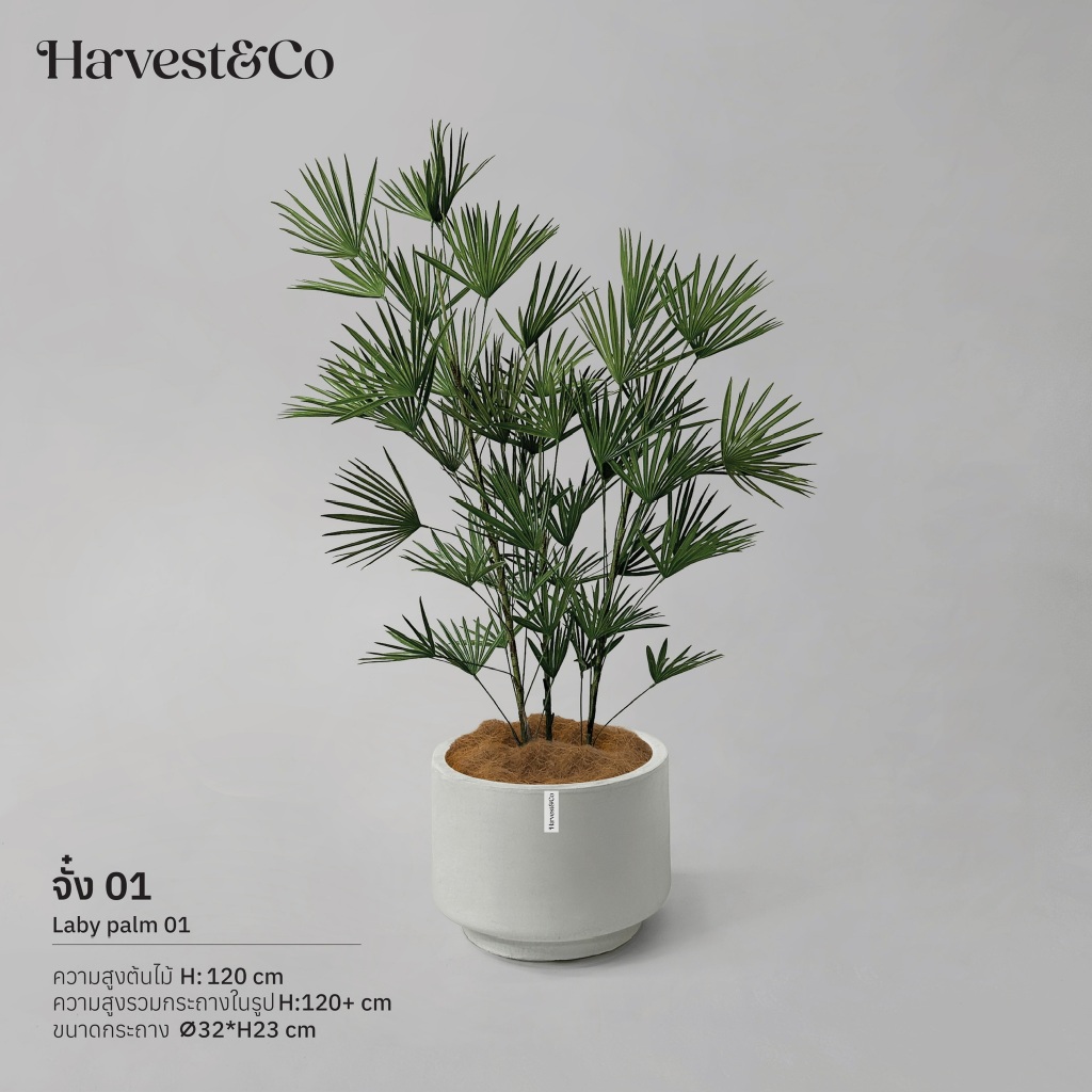 ต้นจั๋ง (01) | ต้นไม้ประดิษฐ์เสมือนจริง 120 cm | Shopee Thailand