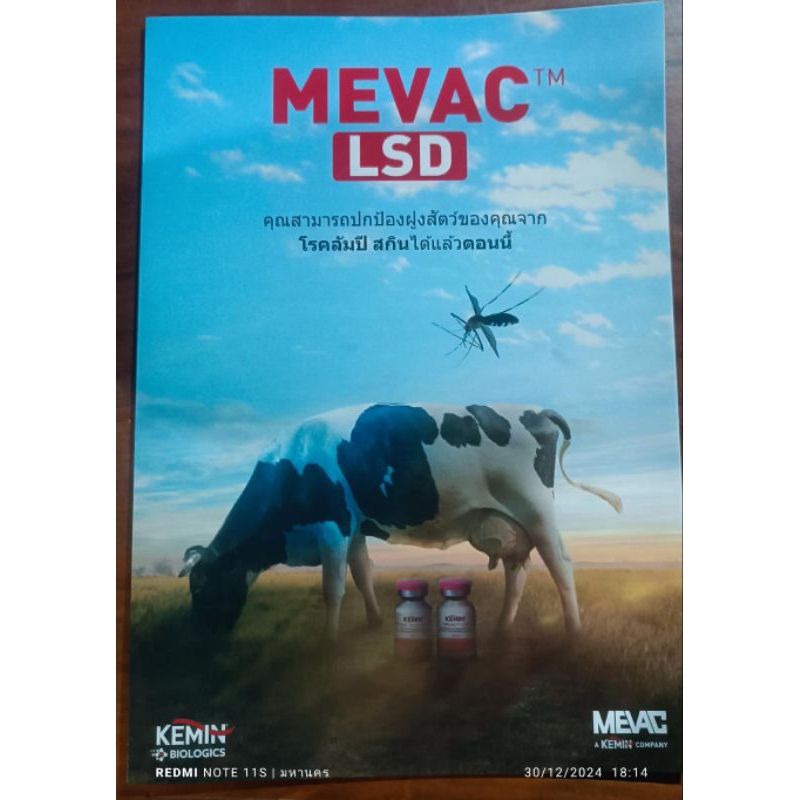 ลัมปีสกิน ใบคู่มือ การเรียนรู้ โรคลัมปีสกิน LSD 10 ใบ | Shopee Thailand