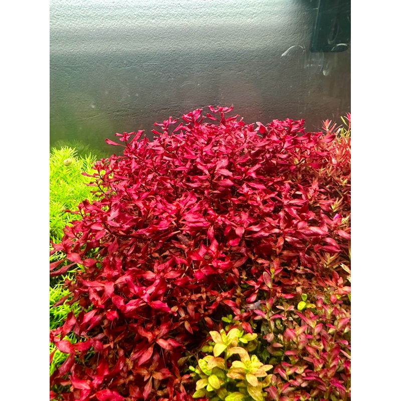 Ludwigia Super Red Mini | ลัดวิเจีย ซุปเปอร์เรด มินิ | ไม้น้ำสีแดงสด ใบ ...