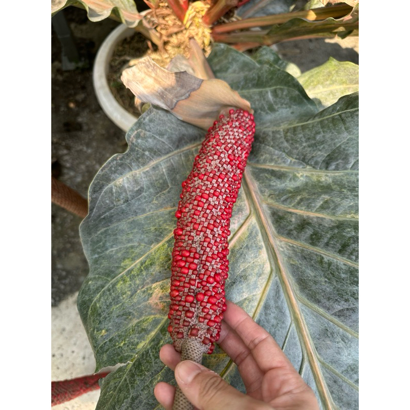เมล็ดโชค9ชั้น เมล็ดโชค Anthurium Renaissance Anthurium Hybrid seeds ...