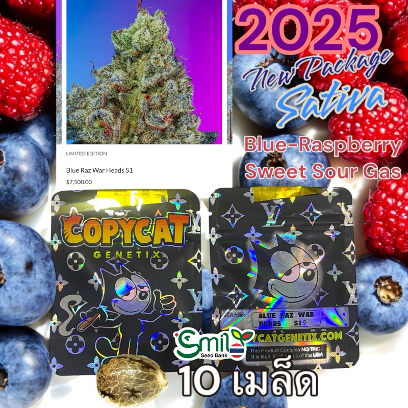 เมล็ดกัญชา Blue Raz War Heads S1 (Fem) Sativa 2025* - Copycat Genetixx ...