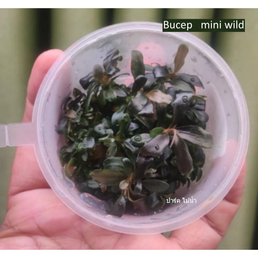Bucep Mini wild ปาร์ค ไม้น้ำ พร้อมส่ง | Shopee Thailand