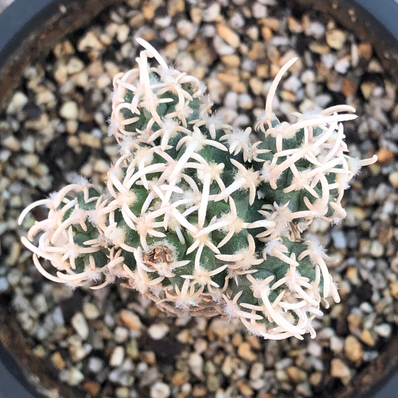 🌵แคคตัส นาวาโจ Peebles navajo cactus ไม้กราฟ จำนวน 1 ต้น | Shopee Thailand