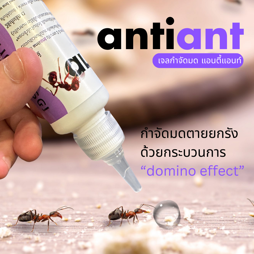 เจลกำจัดมด antiant ขนาด30/50g. แอนตี้แอนท์ เหยื่อกำจัดมด เจลล่อมด หยดเดียวตายยกรัง | Shopee Thailand